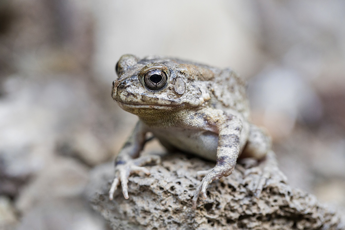 Crapaud 2 - Guillaume Héraud
